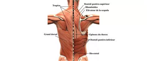 Anatomie Muscles Du Dos Body Burn