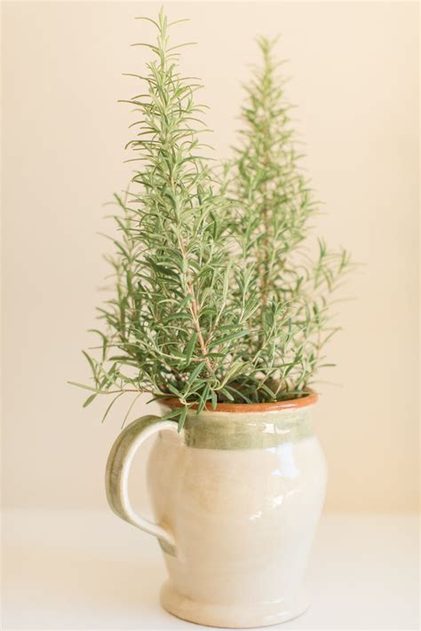 Plantas De Buena Suerte M S Populares Que Cambiar N Tu Vida