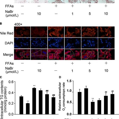 Bromide Alleviates Free Fatty Acid FFA Induced Excessive Lipid