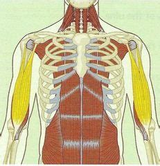 Nasm Muscles Origins And Insertions Flashcards Quizlet Flashcards