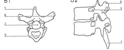 Thoracic Labeling Diagram Quizlet