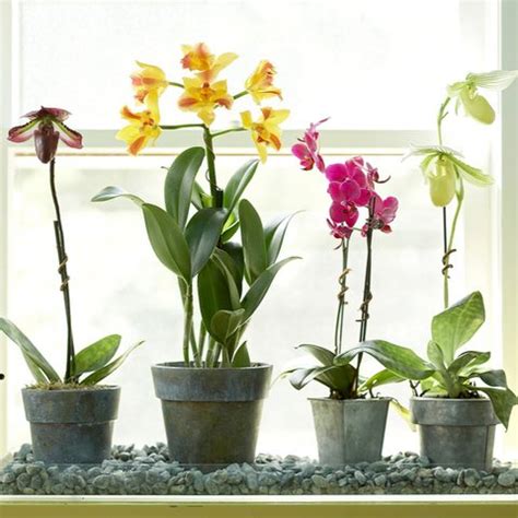 kit 10 mudas Orquídea Phalaenopsis ORQUIDEA GARDEN