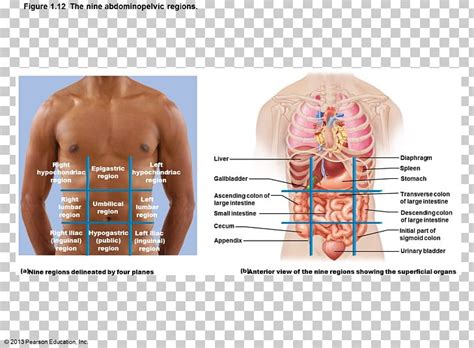 Diagram Abdominal Quadrants And Organs Diagram Mydiagram Online The