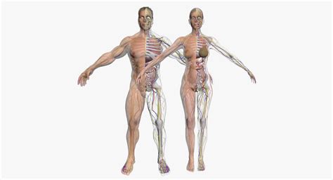 Full Female And Male Body Anatomy Dsmax D Model Cgtrader