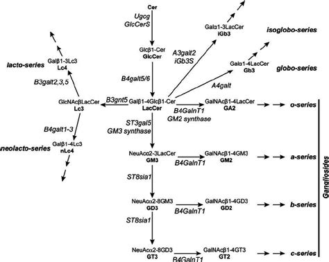 GSL Biosynthetic Pathway The Synthesis Of The Eight Series Of