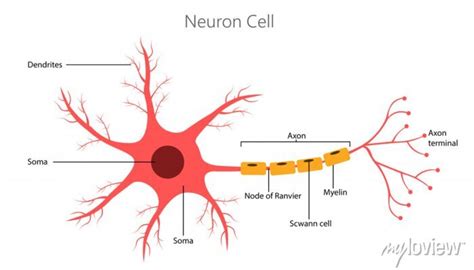 Neuron Cell Anatomy Diagram Parts Of The Neuron Cell Leinwandbilder