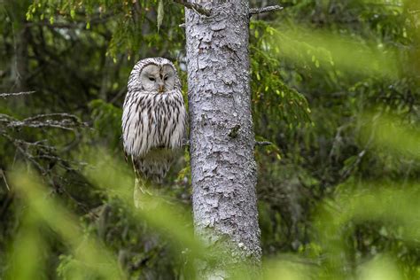 Ural Owl Strix Uralensis Bird Free Photo On Pixabay Pixabay