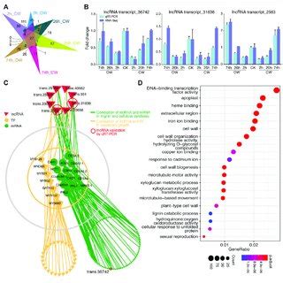 Differential Expression Analysis Of LncRNA A Venn Diagram Shows