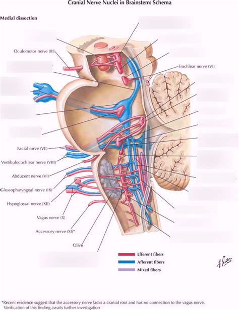 ANAT 2160 Sagittal Brainstem Nuclei Overview Diagram Quizlet
