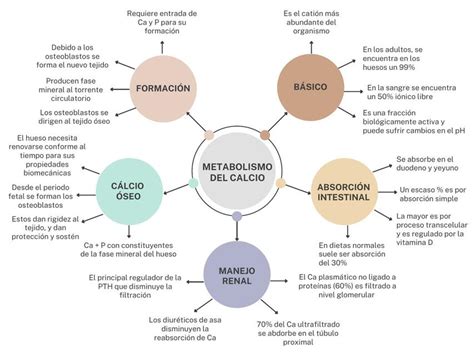 Metabolismo del Cálcio samxnthastudy uDocz