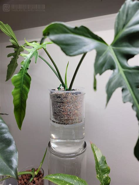 Best U Thelastleafstanding Images On Pholder My Newest Addition To