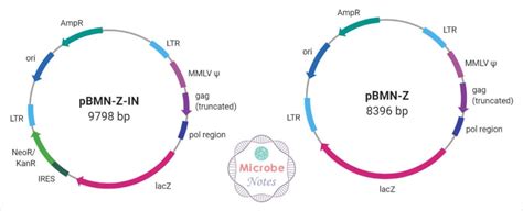 Plasmids Definition Properties Structure Types Functions Examples