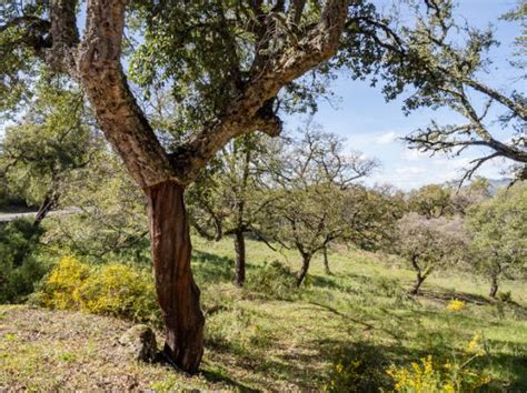 Qué es la SILVICULTURA o EXPLOTACIÓN FORESTAL