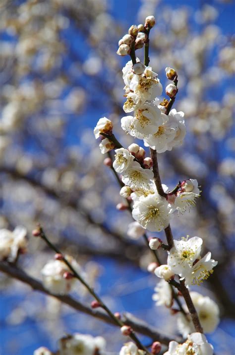 Fleurs Prune Printemps Fleur De Photo Gratuite Sur Pixabay Pixabay