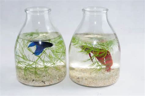 The Dangers Of Keeping Betta Fish In A Flower Vase Betta Fish World