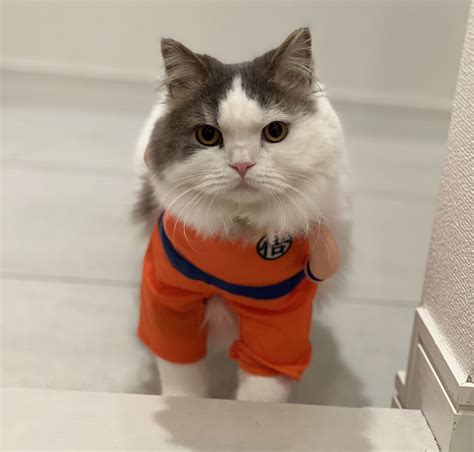 On Twitter Rt Matsutake Cat