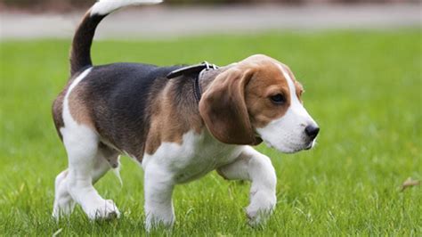 Las 10 mejores razas de perros para niños La Opinión de Zamora