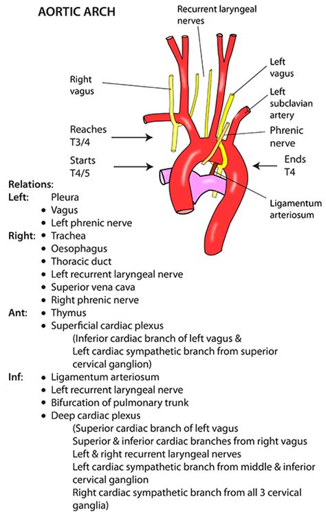 Instant Anatomy Thorax Vessels Arteries Arch Of Aorta