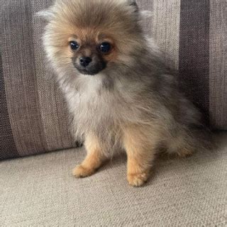 1 år gammal Pomeranian säljs av Aidas från Södertälje Skaffa Hund