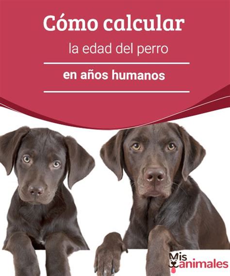 C Mo Calcular La Edad Del Perro En A Os Humanos Edad Perros Perros