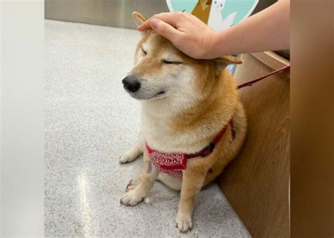 Por qué el perro de los memes Cheems tuvo que ir al hospital de