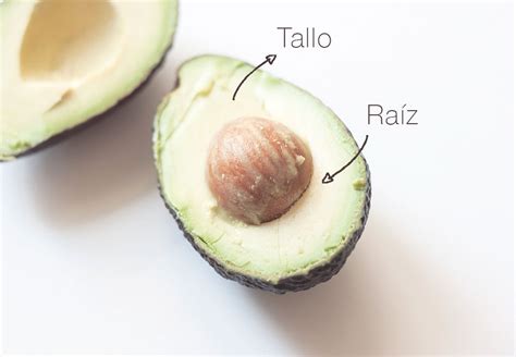 Germinar Un Hueso De Aguacate C Mo Hacerlo Plaza De Abastos