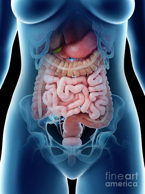 Female Abdominal Organs 10 By Science Photo Library