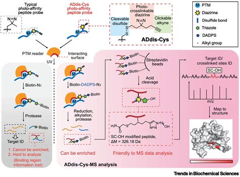 Chemoproteomic Approach For Mapping Binding Sites Of Post Translational