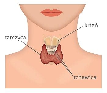 Rak Tarczycy Onkologia Mp Pl