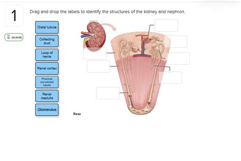 Solved Drag And Drop The Labels To Identify The Structures Of The