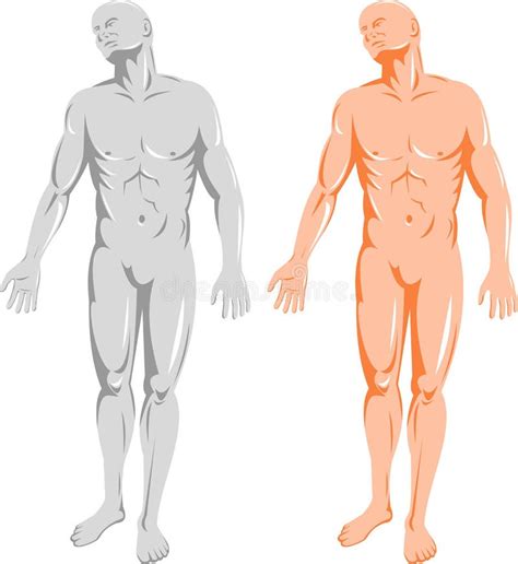 Tamanho Da Silhueta Da Anatomia Do Homem Corpo Humano Completo