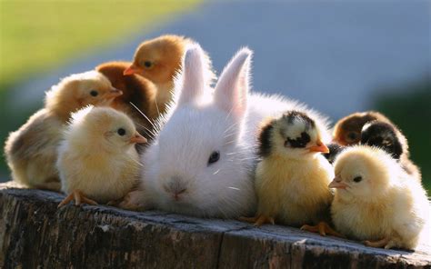 Cute Bunny Rabbits Wallpapers Top Free Cute Bunny Rabbits Backgrounds