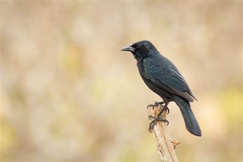 Pássaro preto graúna descrição como criar e muito mais Guia Animal