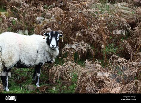 Lake District Sheep Stock Photo Alamy