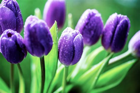 Flowers Tulips Blossom Purple Flowers Dew Crocus Flower Plant