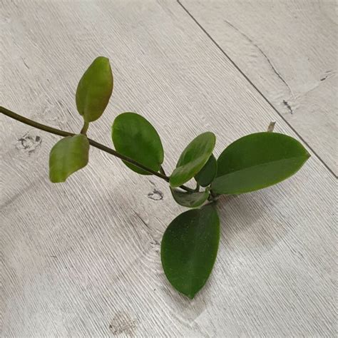 Hoya Australis Houseplant Central
