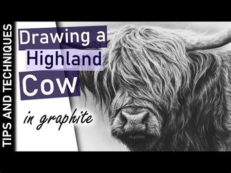 How To Draw A Highland Cow In Graphite Drawing Long Hair YouTube