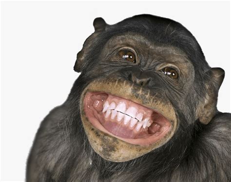 Funny Monkey Pictures Monkey Smiling