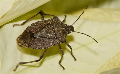 Brown Marmorated Stink Bug Halyomorpha Halys Ellis Entomology Today