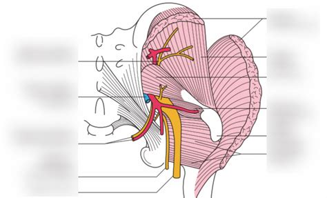 Gluteal Region Diagram Quizlet
