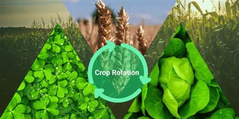 Crop Rotation A Way To Boost Yields And Increase Productivity