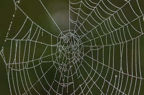 Spinnennetz Tautropfen Makro Kostenloses Foto Auf Pixabay Pixabay