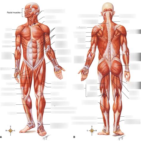 Major Muscles Diagram Quizlet