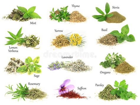 Conjunto De Diferentes Hierbas Culinarias Con Nombres Aislados Foto De