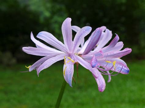 Lycoris Cluster Amaryllis Equinox Flower Hurricane Lilies Magic