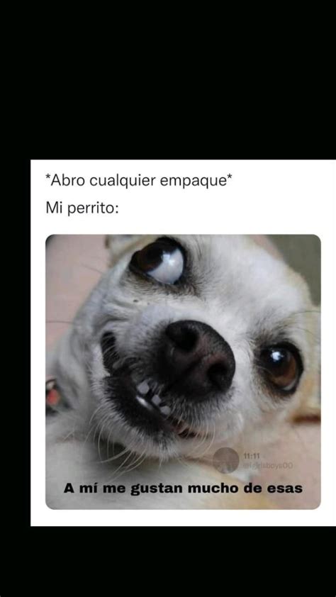 Pin De Reni En Idea Pins By You Perros Perrito