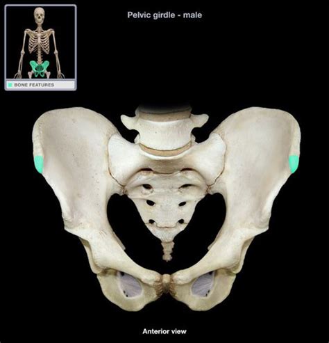 Spine Ortho Tests Flashcards Quizlet