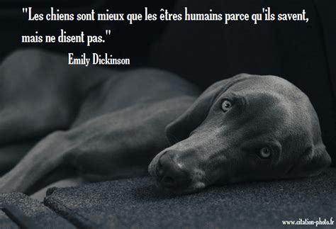 Citations Sur Le Chien En Images