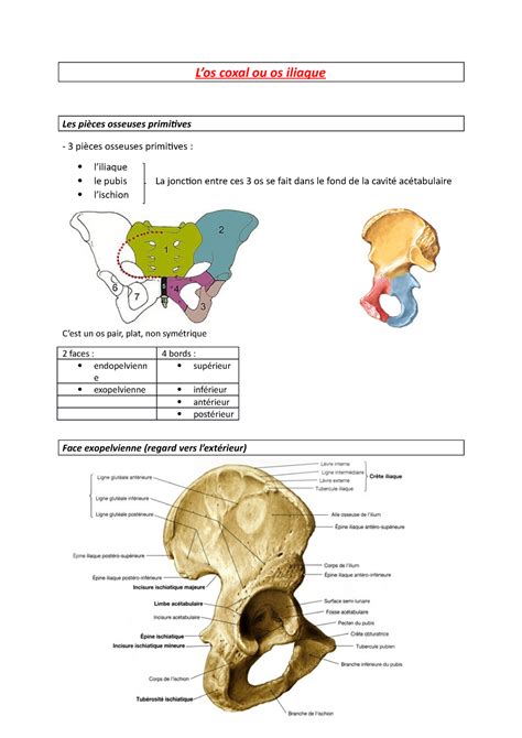 Ostéologie du membre inférieur Los coxal ou os iliaque Les pièces