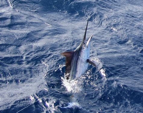 Cairns Charter Boat 43ft 6 Day Guests Or 4 Overnight